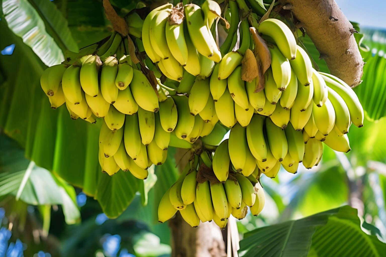 Drone Pulverizador na Cultura da Banana - Eavision